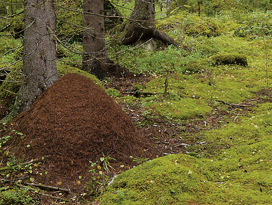 Nature in Finland - thisisFINLAND