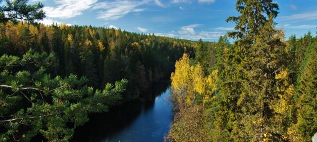 El bosque, base del comercio finlandés - thisisFINLAND