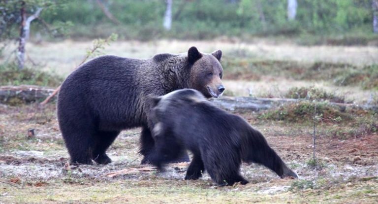 Iconic Finnish nature symbols stand out - thisisFINLAND
