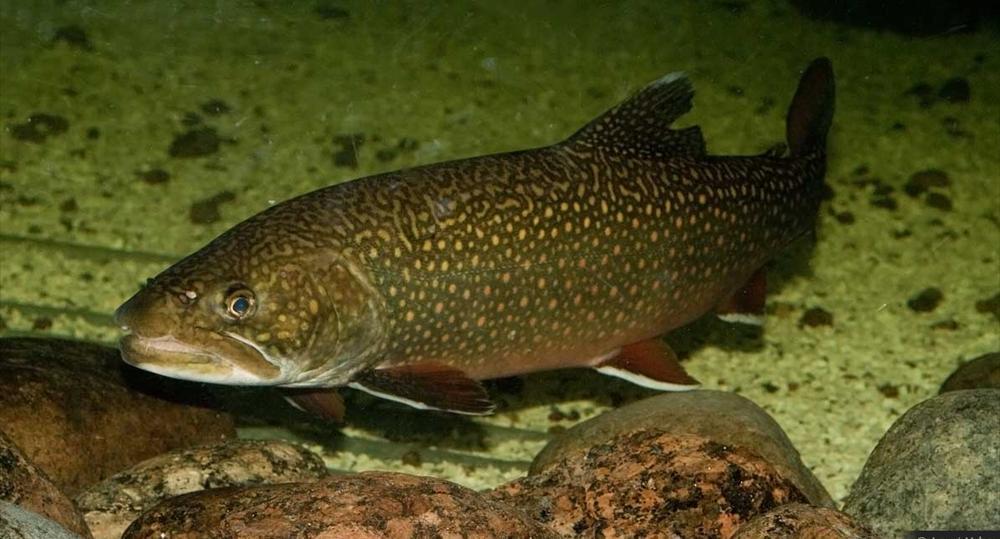 Smart Finnish nature app acts as a guide - thisisFINLAND