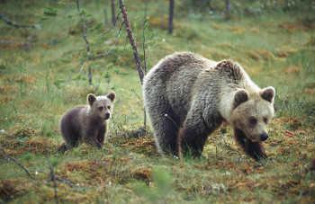 Environmental protection in Finland - thisisFINLAND