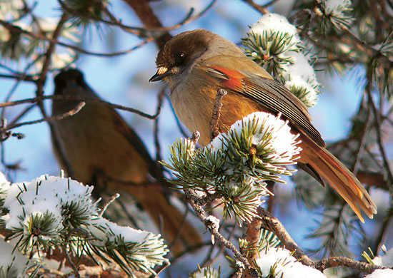 Nature in Finland - thisisFINLAND
