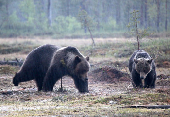 ¿Quién teme al oso feroz? - thisisFINLAND