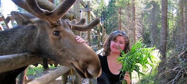 Encuentros cercanos con inmensos alces - thisisFINLAND