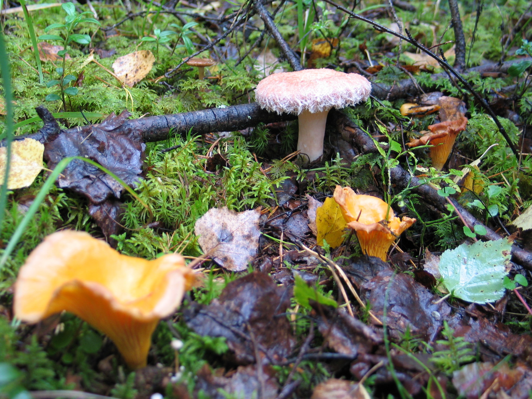 Wild and wonderful Finnish foods - thisisFINLAND