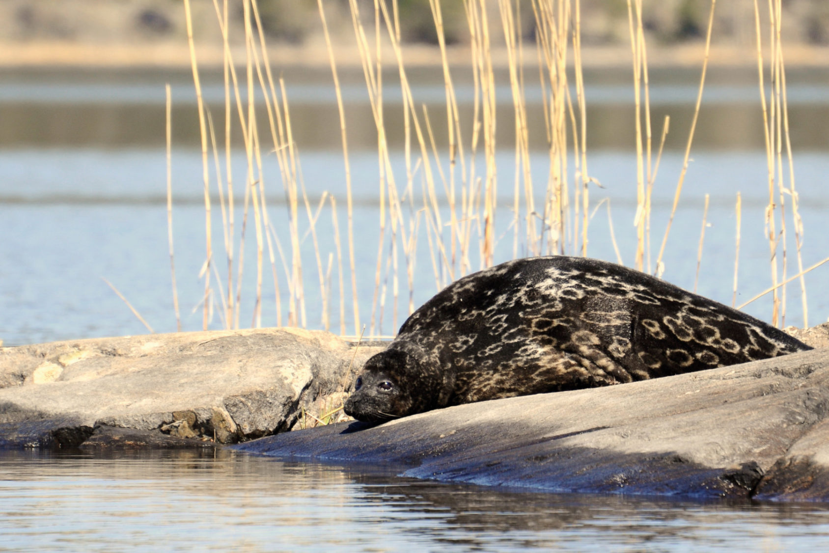 Endangered Finnish seals get winter help from locals - thisisFINLAND