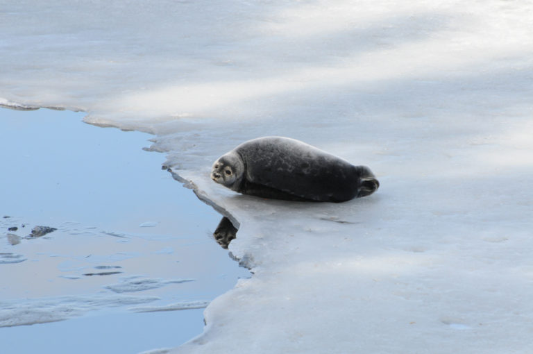 Still saving Finland’s Saimaa ringed seal - thisisFINLAND