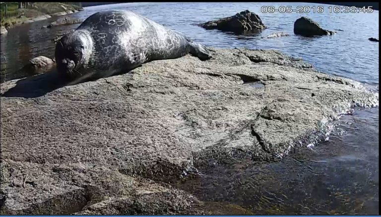 Still saving Finland’s Saimaa ringed seal - thisisFINLAND