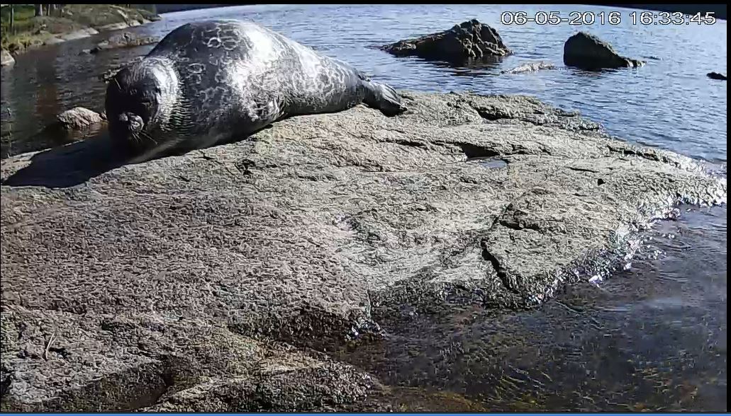 Still saving Finland’s Saimaa ringed seal - thisisFINLAND