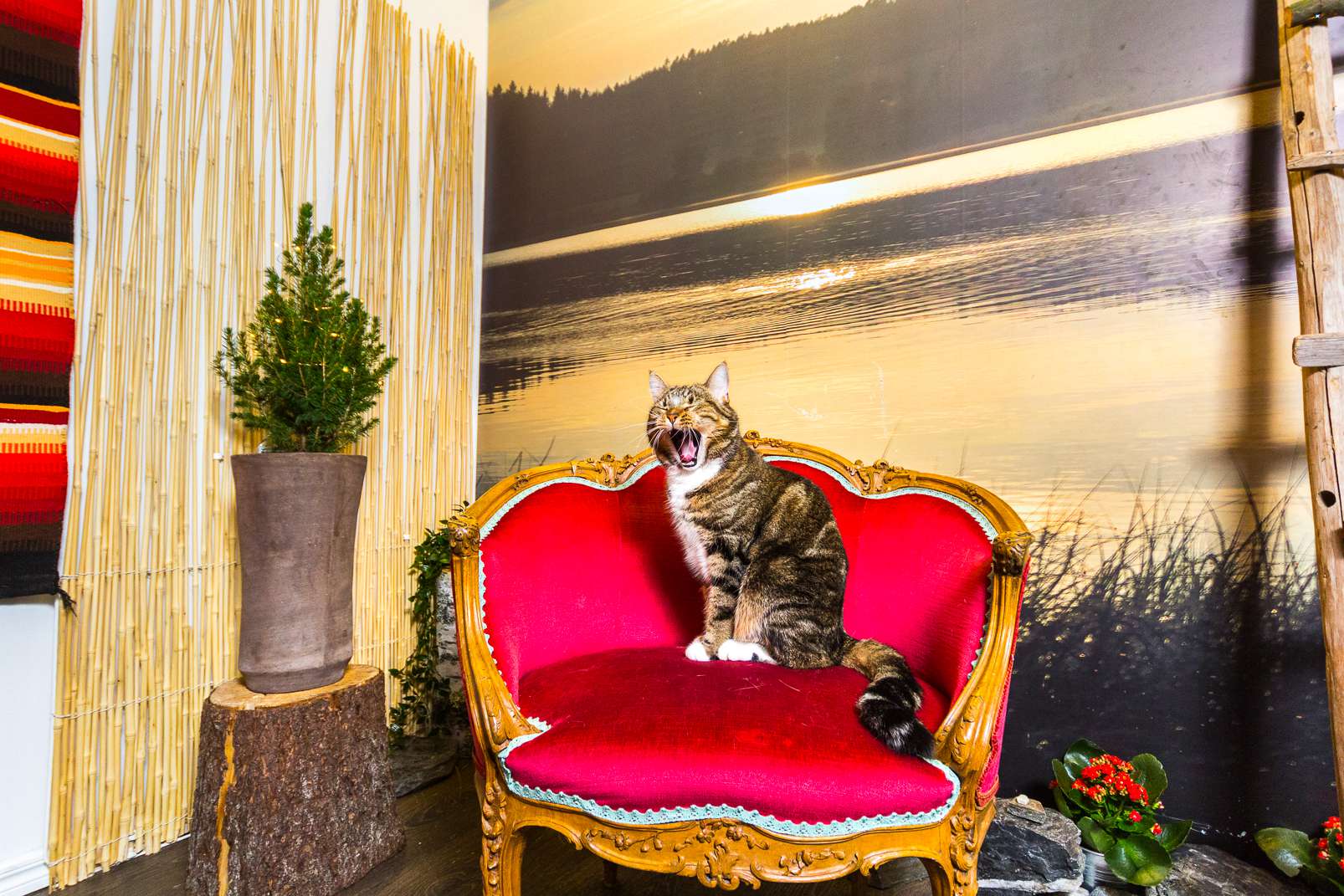 Felines flourish at Finnish cat cafés - thisisFINLAND