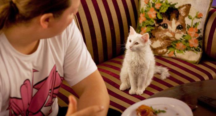Felines flourish at Finnish cat cafés - thisisFINLAND