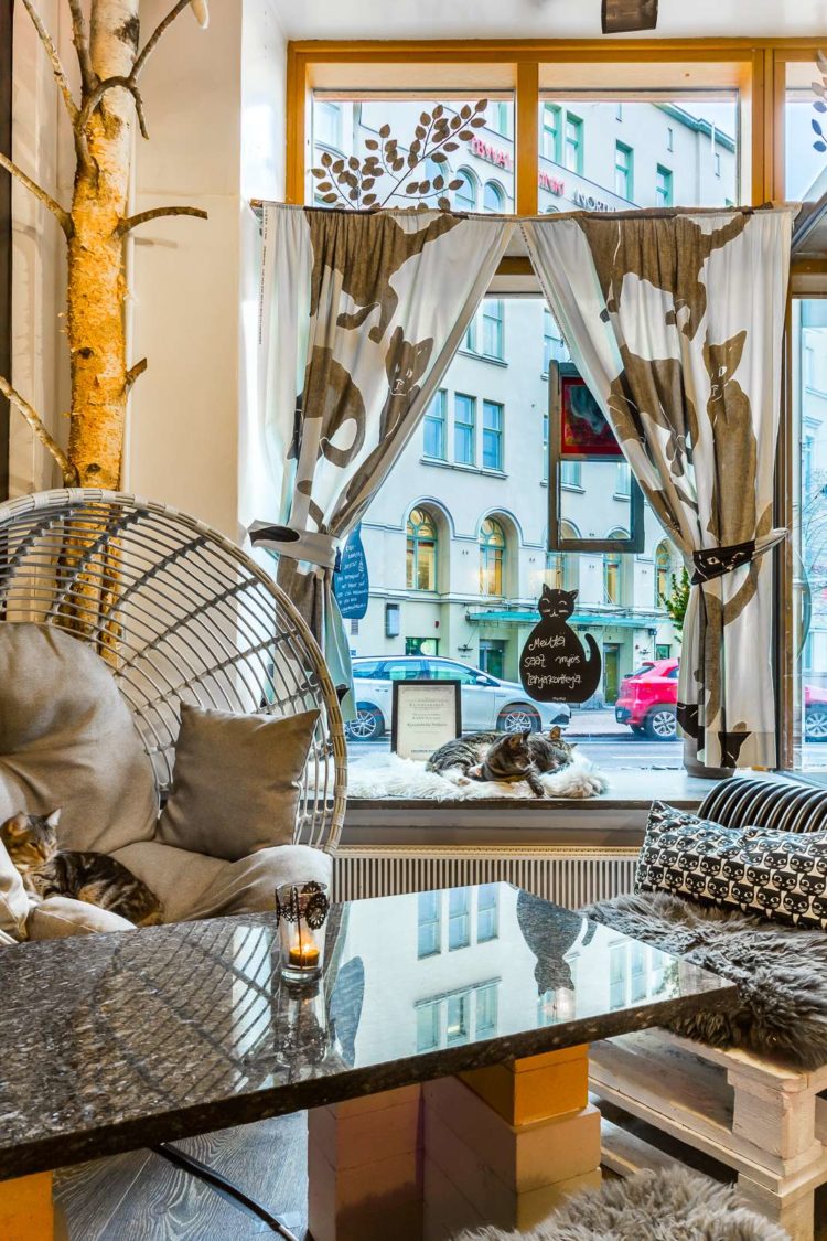 Felines flourish at Finnish cat cafés - thisisFINLAND