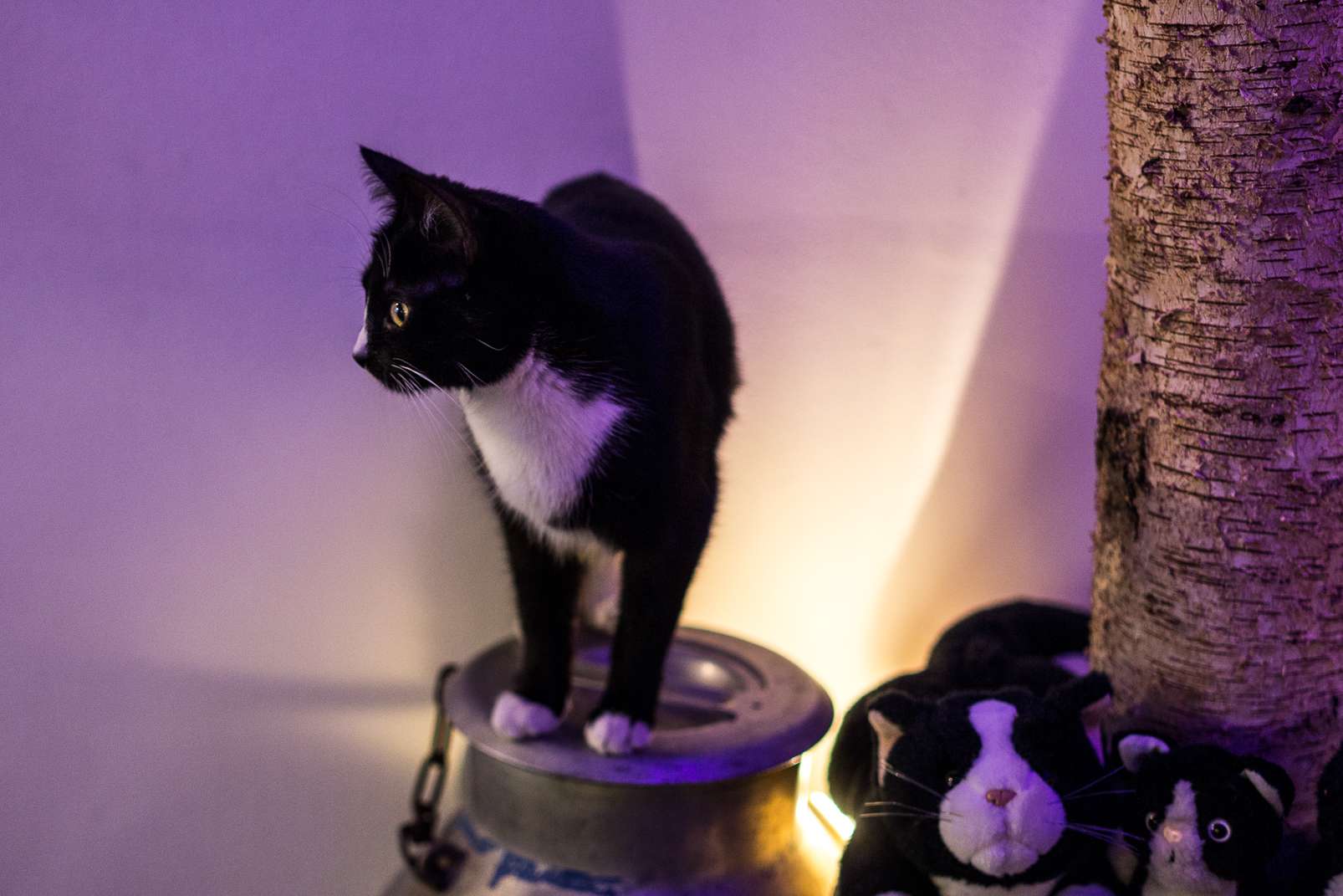 Felines flourish at Finnish cat cafés - thisisFINLAND