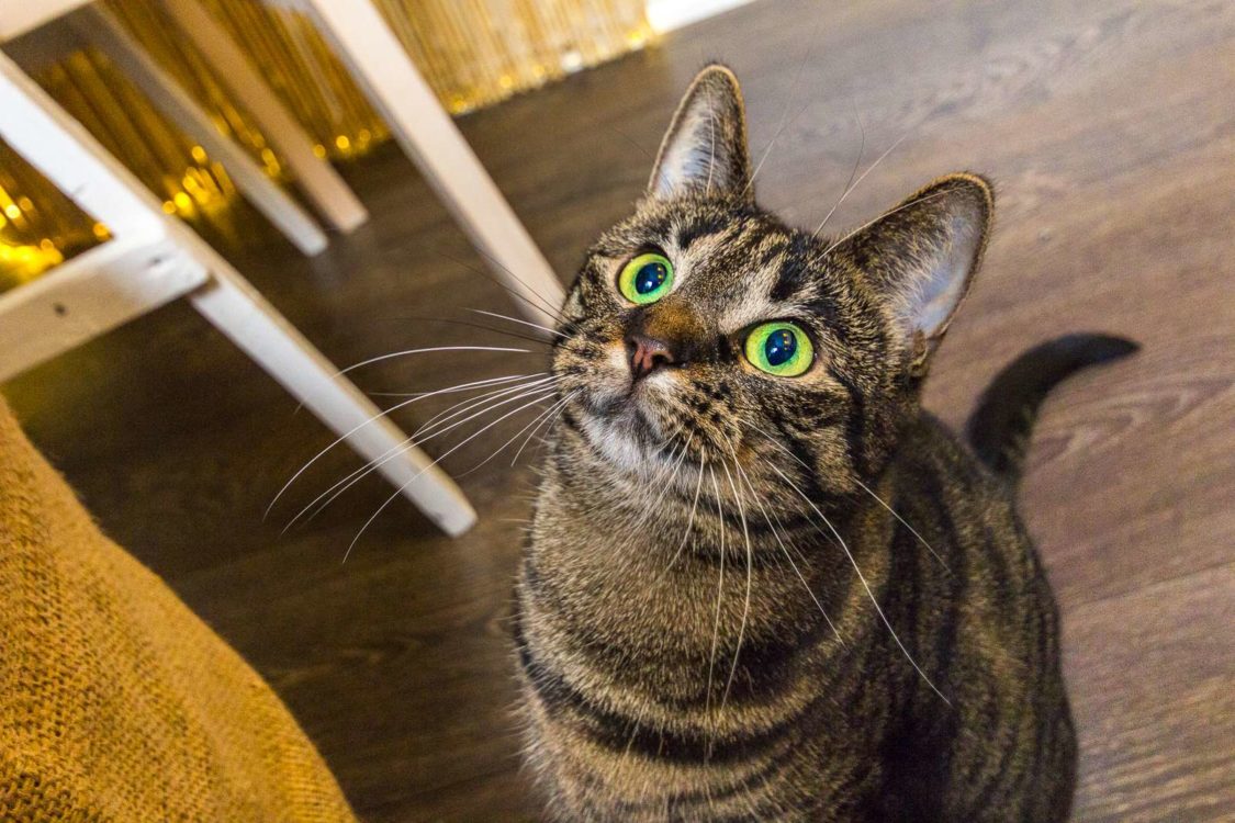 Felines flourish at Finnish cat cafés - thisisFINLAND