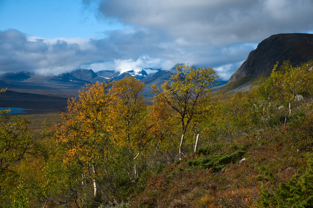 Autumn brings a festival of colour to Finnish Lapland’s fells ...