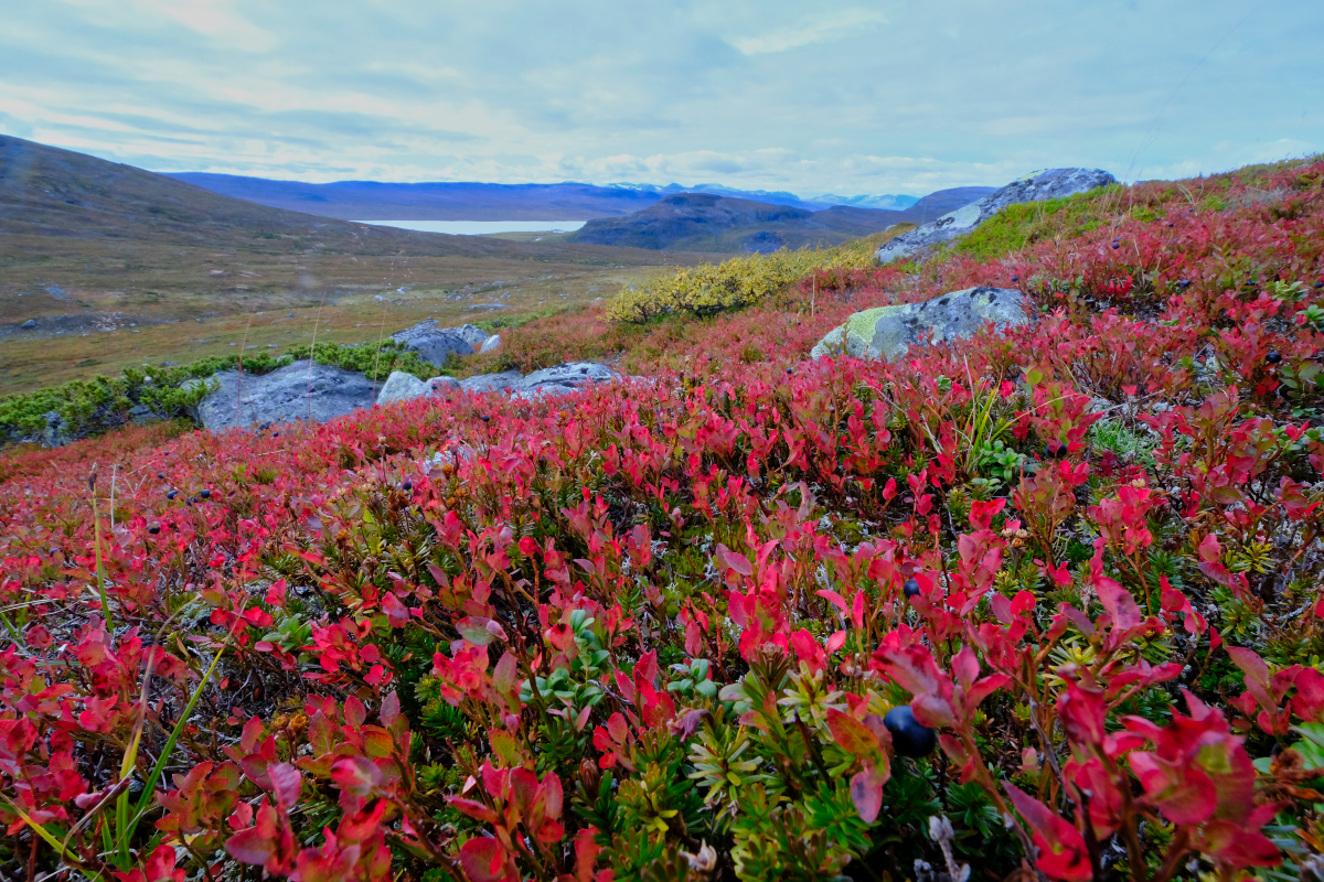 Autumn brings a festival of colour to Finnish Lapland’s fells ...