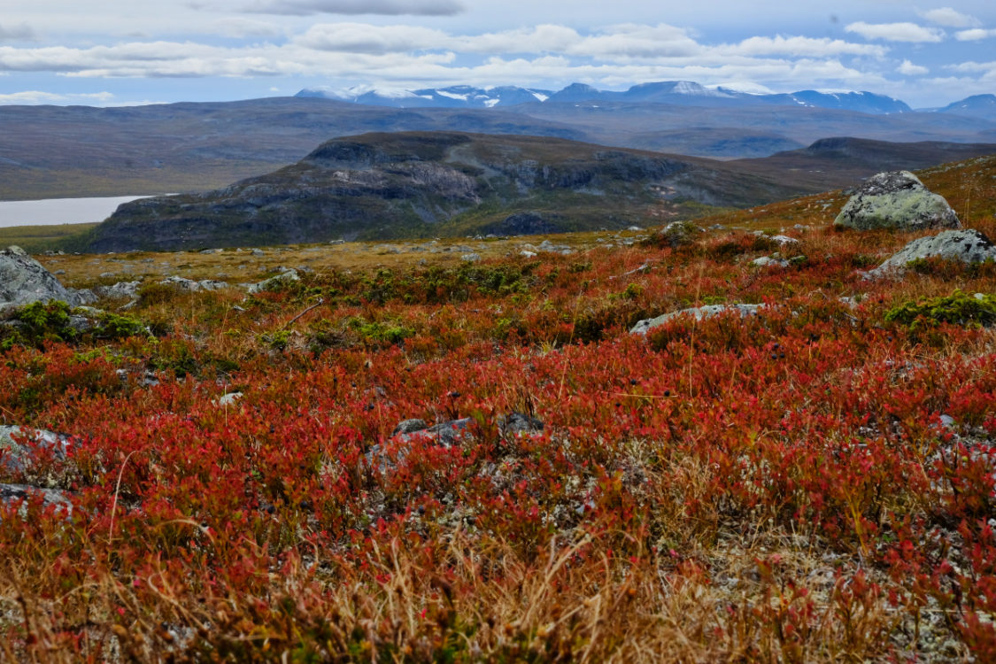 Autumn brings a festival of colour to Finnish Lapland’s fells ...