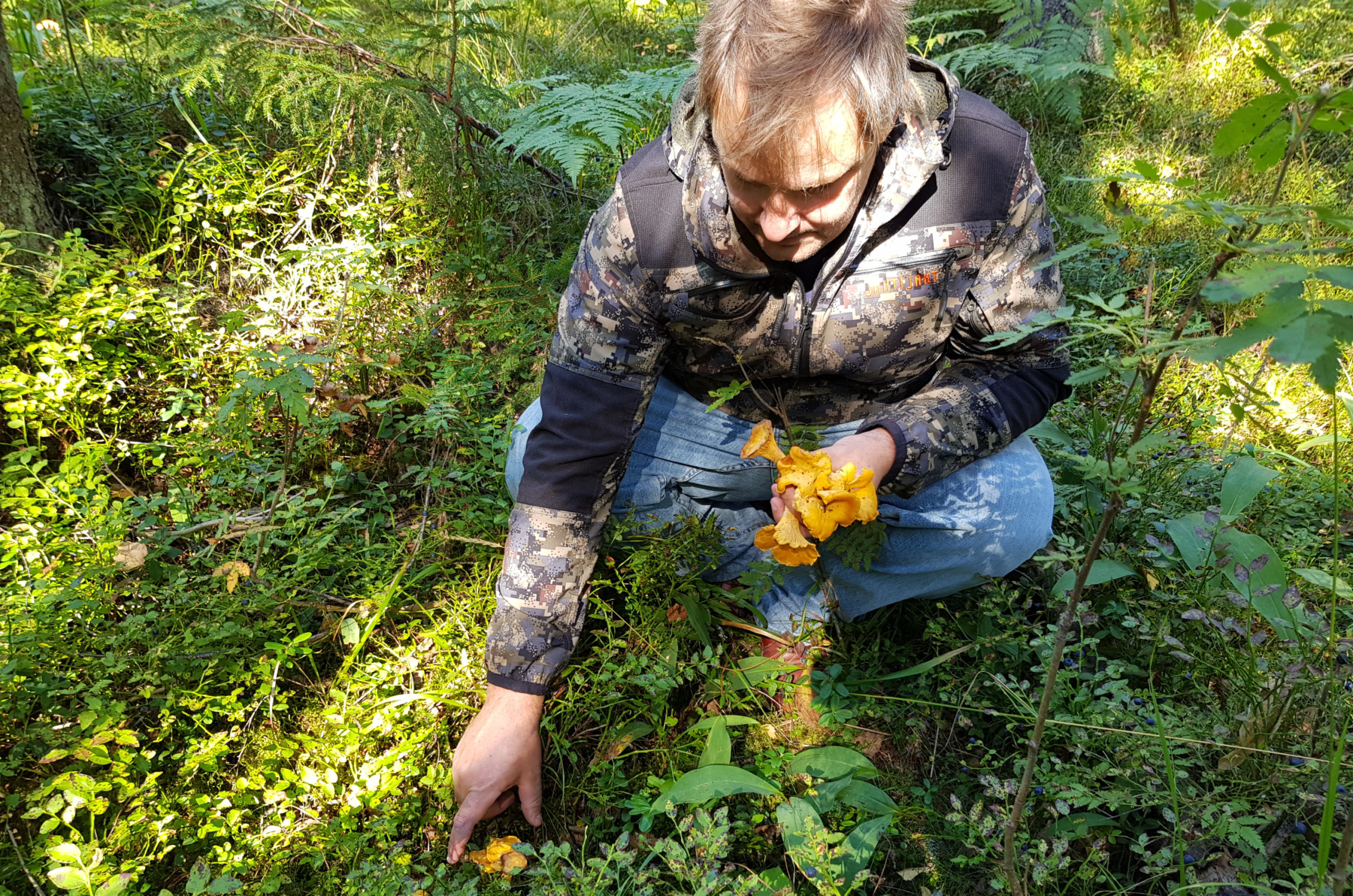 Finding the fruits of the Finnish forest - thisisFINLAND
