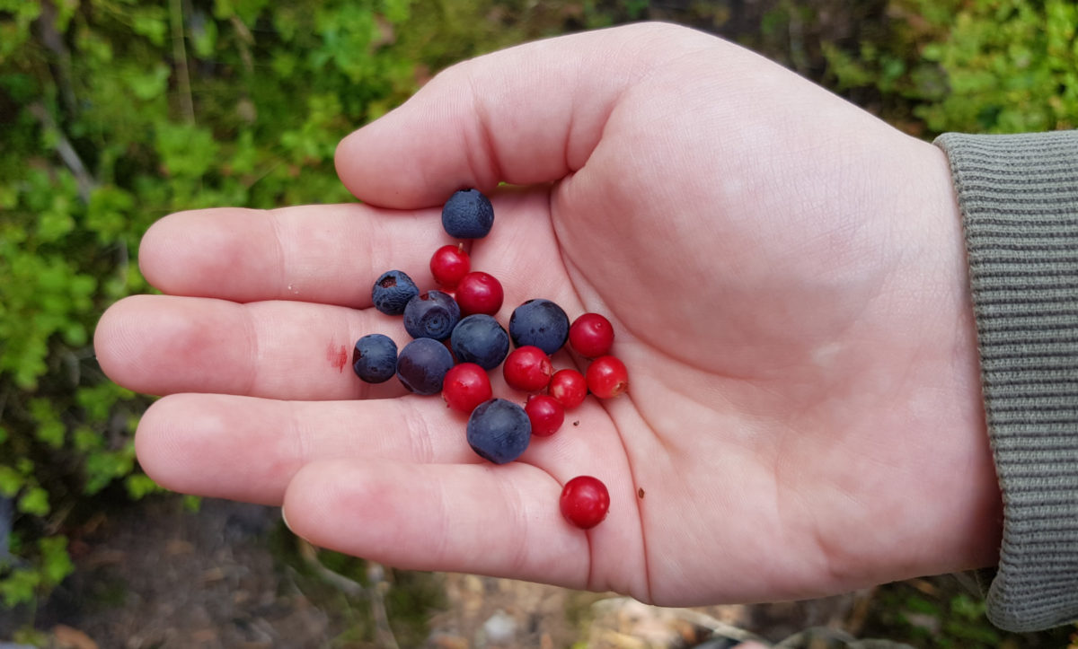 Finding the fruits of the Finnish forest - thisisFINLAND