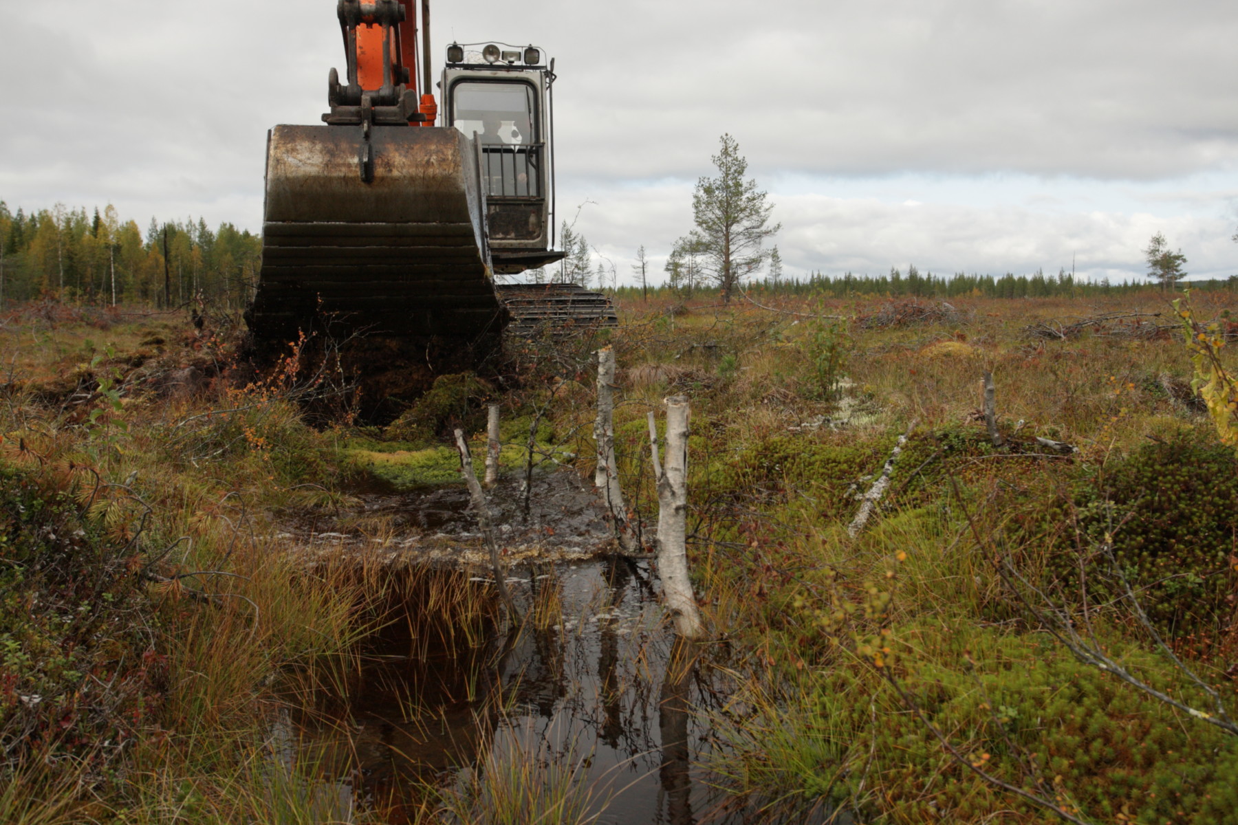 Peatland restoration strengthens Finland’s biodiversity - thisisFINLAND