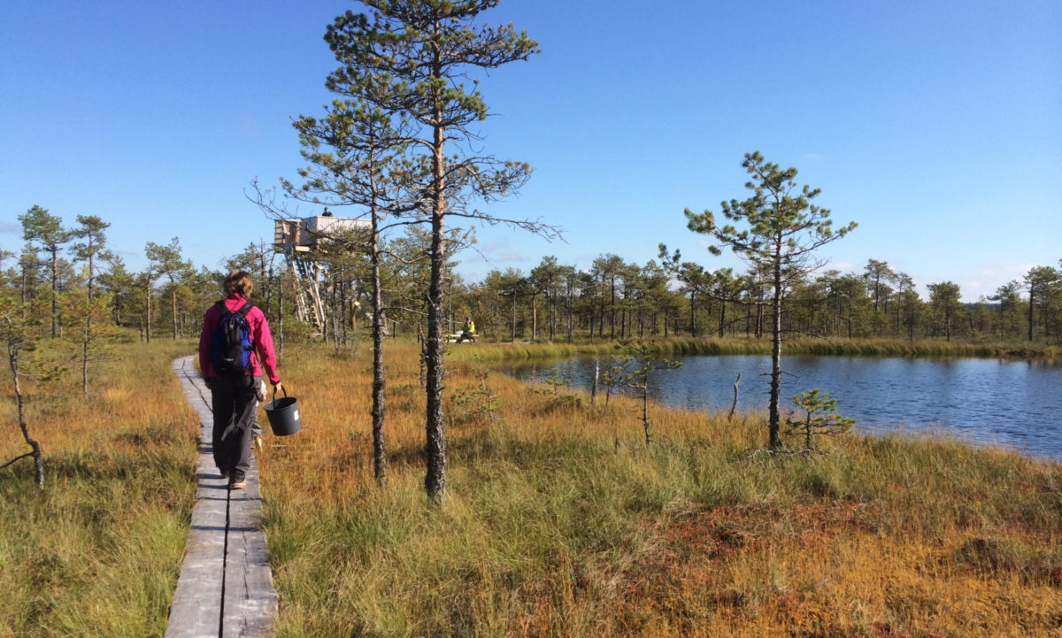 The Sweet Track is a 5830-year-old Neolithic timber walkway, located in ...