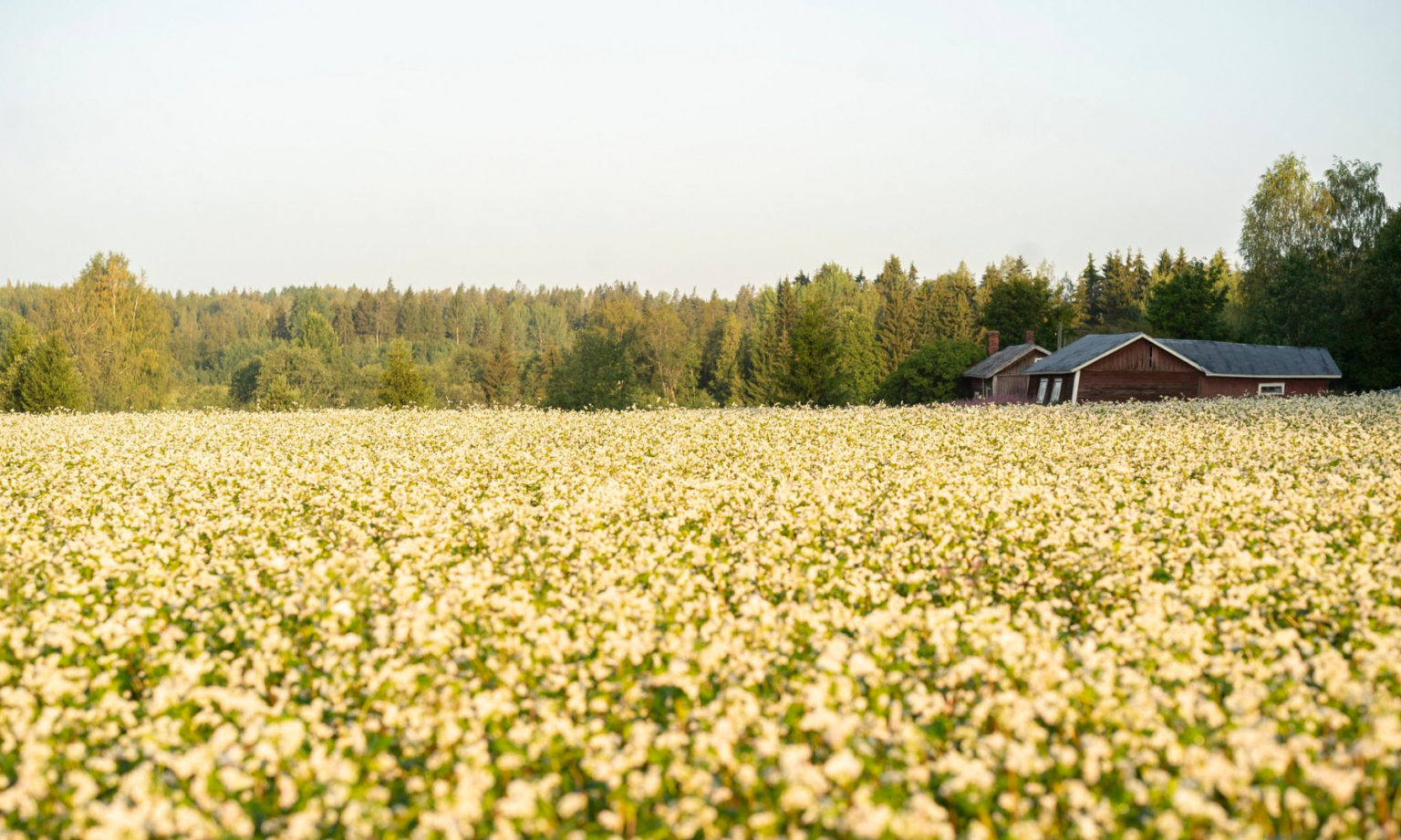 Self-sufficient organic Finnish farm grows its own fuel and a greener ...