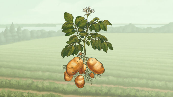 5 reasons to love potatoes like a Finn - thisisFINLAND